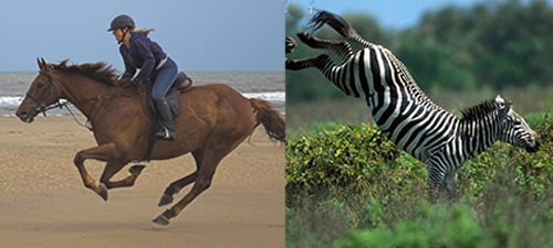 Sammlung Start Morphium How Tall Is A Zebra In Meters Aluminium Autor sammlung-start-morphium-how-tall-is-a-zebra-in-meters-aluminium-autor